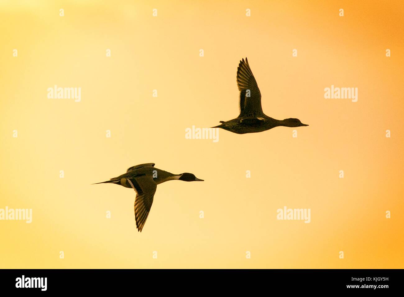 Burscough, Lancashire. RSPB Winter Feeding. 23rd November 2017 ...