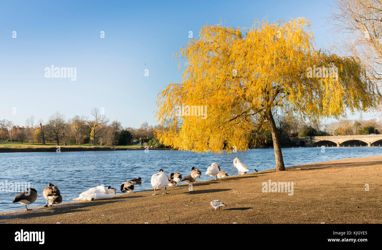Hyde Park, London, UK. 23rd November, 2017. Ducks on the edge of ...