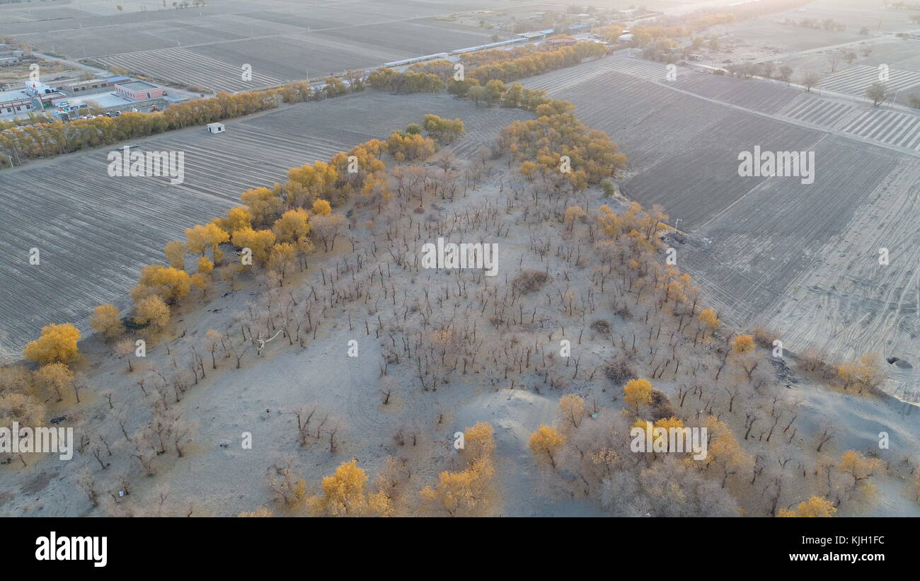 Hami, China. 24th Nov, 2017. The populus forest in Hami, northwest ...