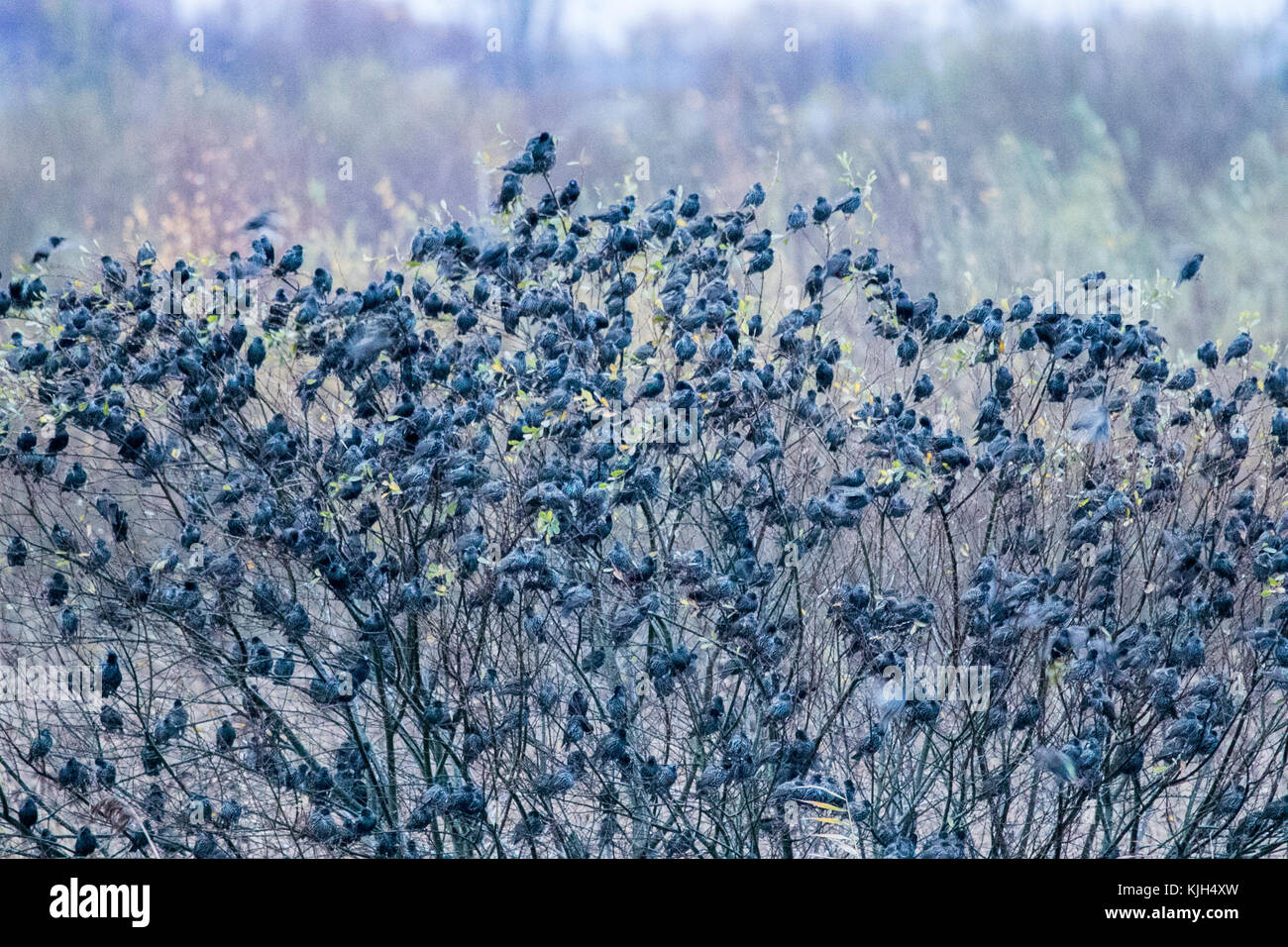 flock fly animal starling flight swarm bird dusk murmuration blackpool ...