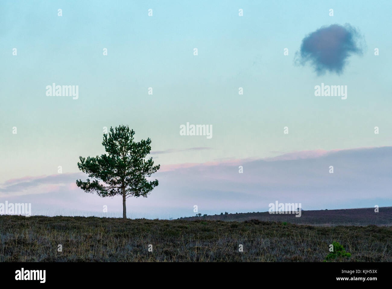 Solitary small tree with solitary small cloud Stock Photo - Alamy