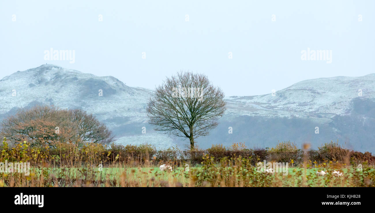 UK Weather: A tree at the foot of the Cambrian mountains in mid Wales ...