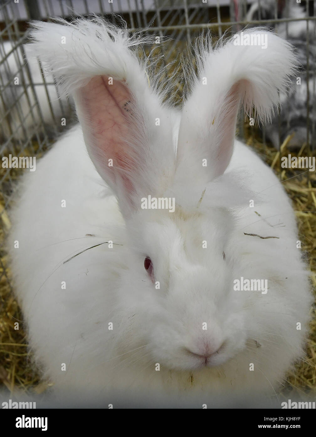 White Angora rabbits can be seen at the state association show of the ...