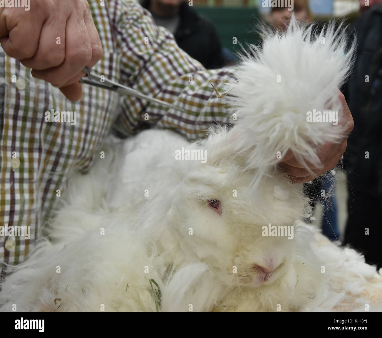 Breeder Brita Knappe from Bernau presents how to shear an Angora rabbit ...