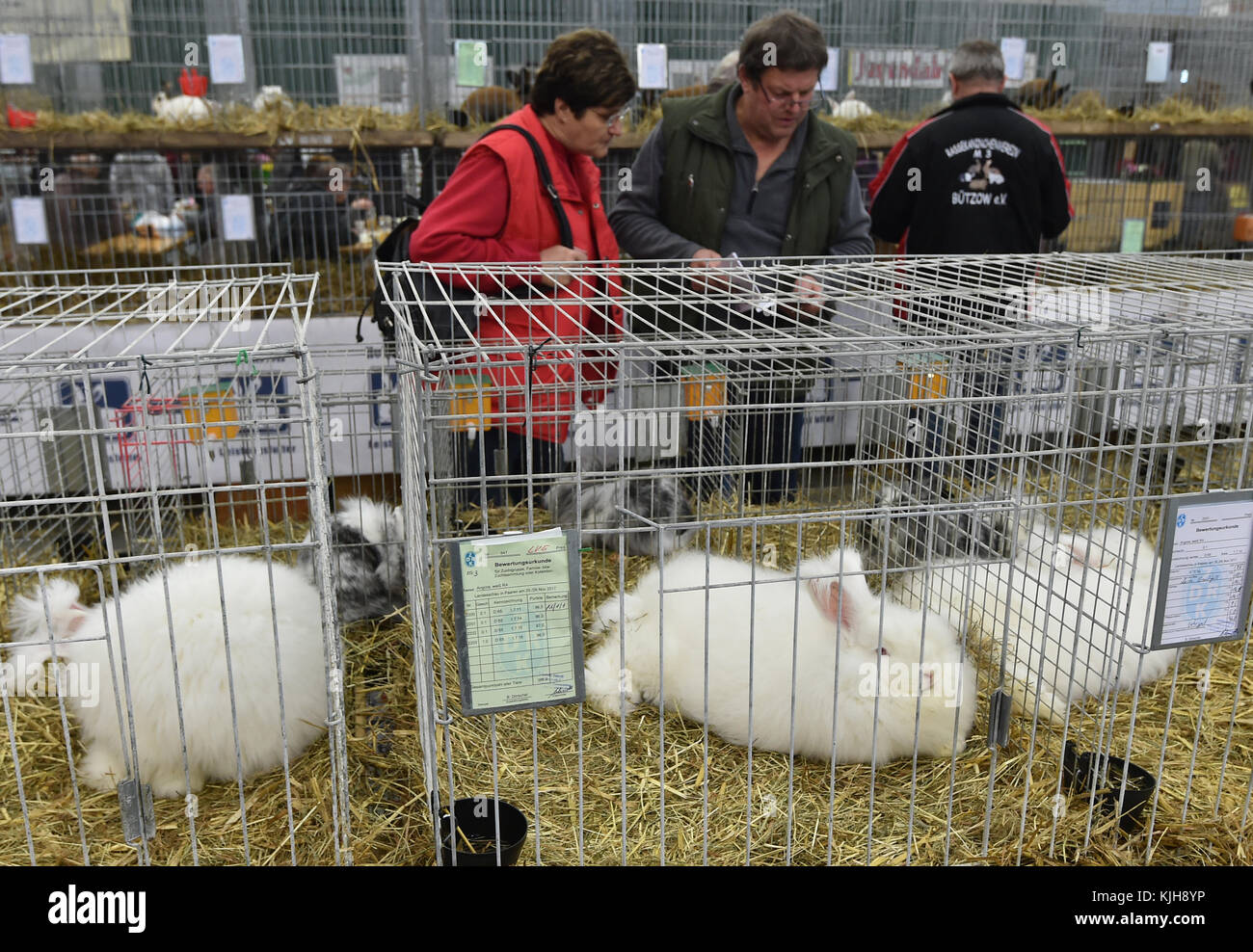 Giant German Angora Rabbits