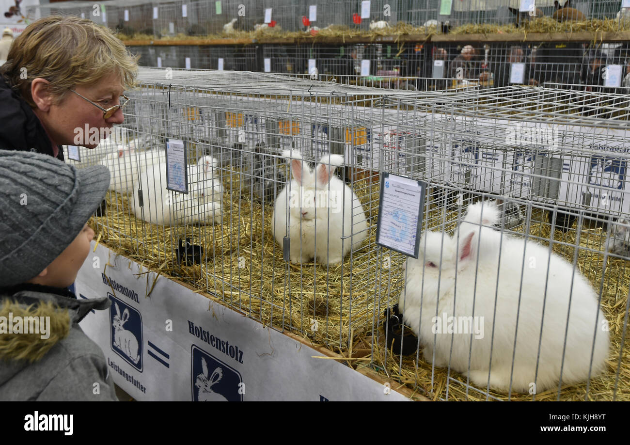 White Angora rabbits can be seen at the state association show of the ...