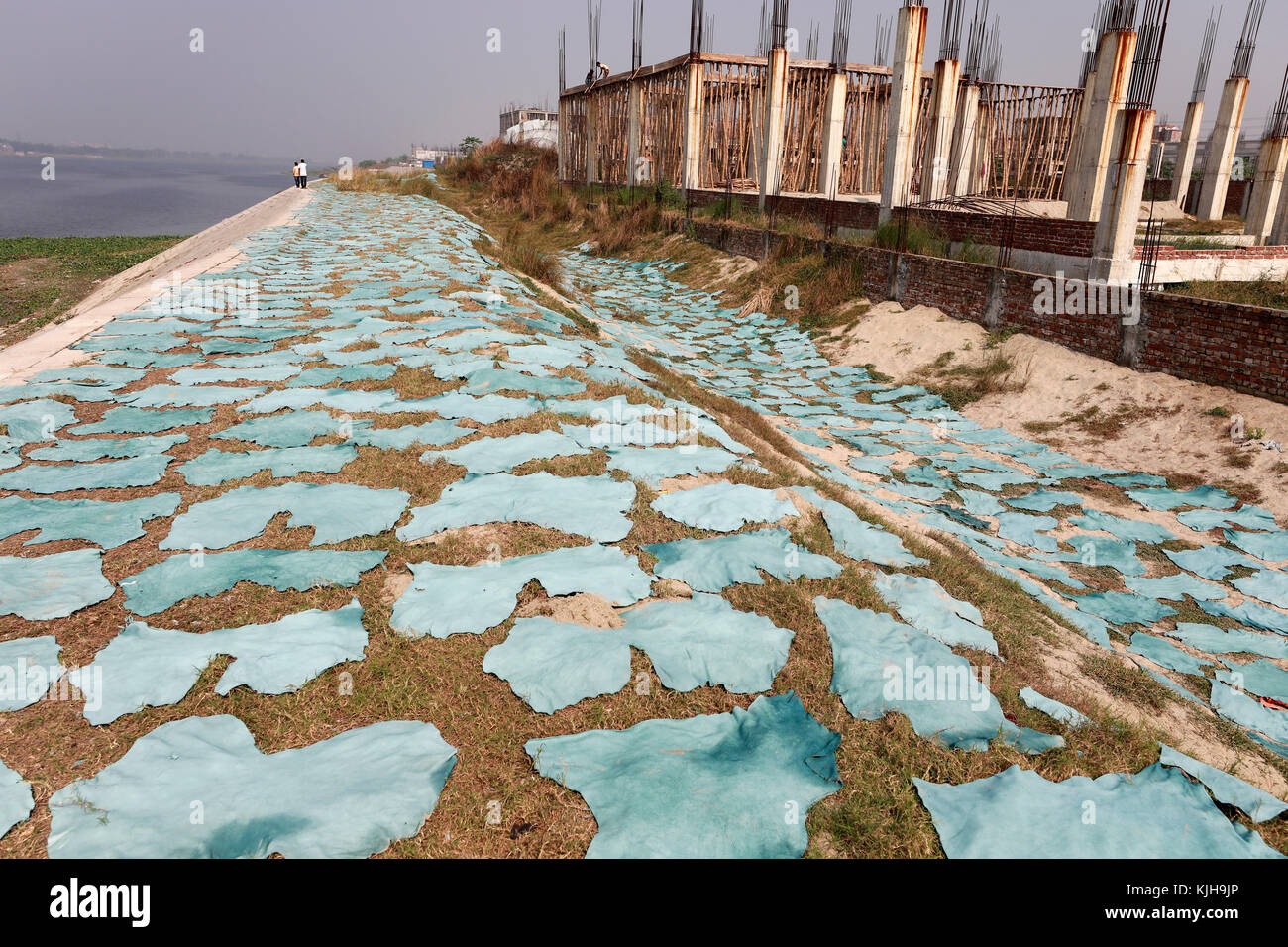 Dhaka, Bangladesh. 25th Nov, 2017. Processed lather dries under the sun ...