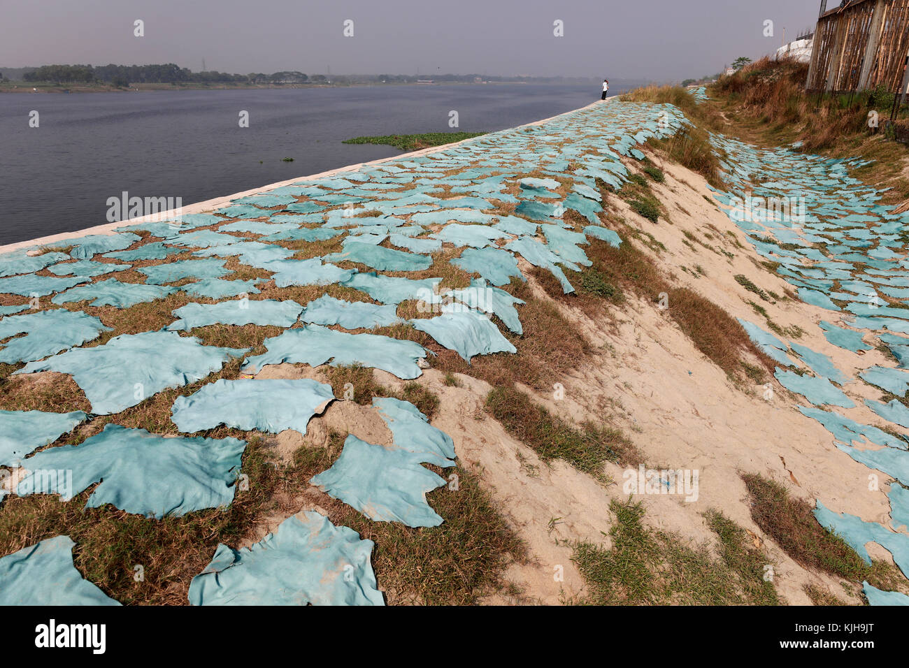 Dhaka, Bangladesh. 25th Nov, 2017. Processed lather dries under the sun ...
