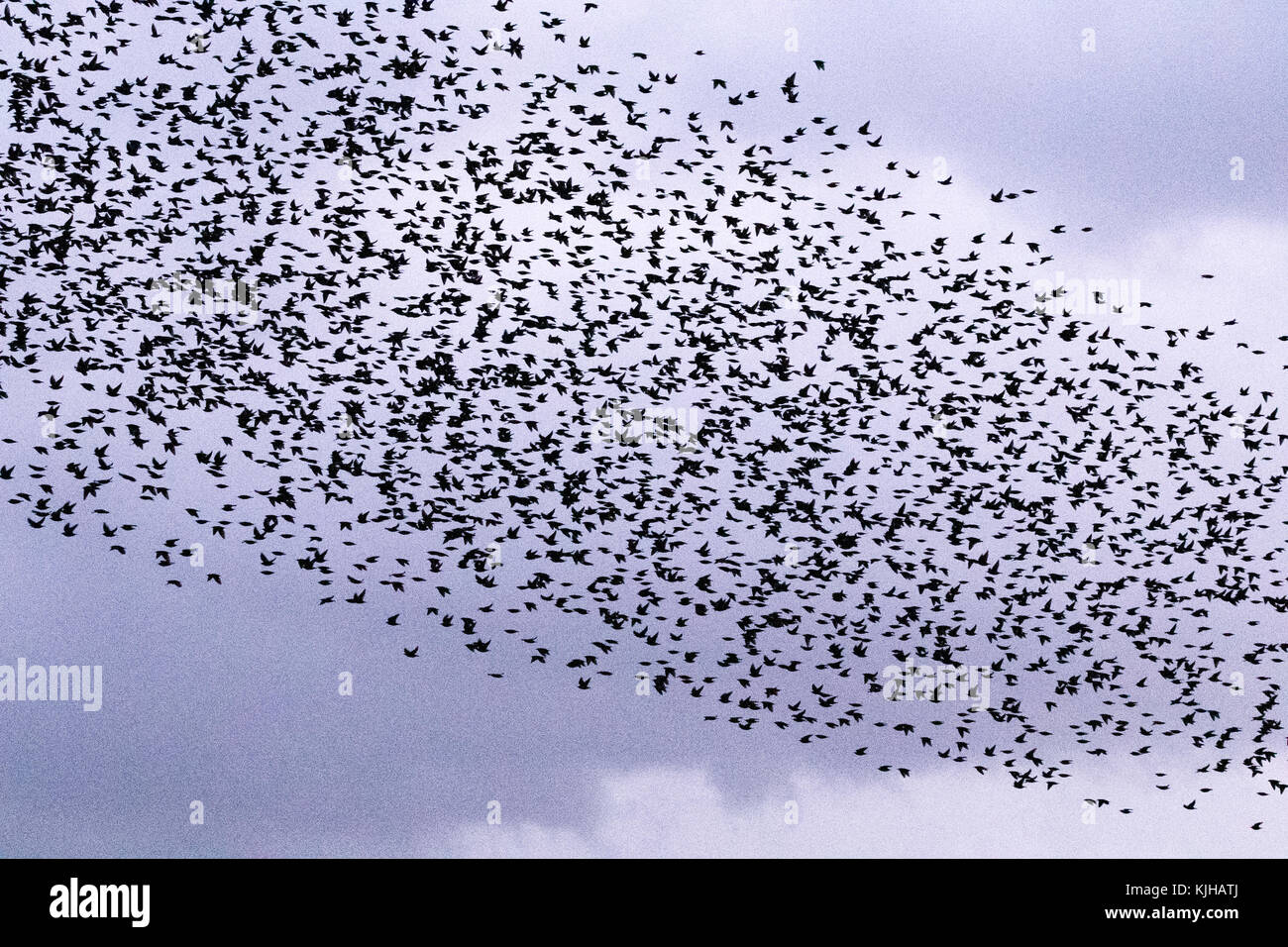 flock fly animal starling flight swarm bird dusk murmuration blackpool ...