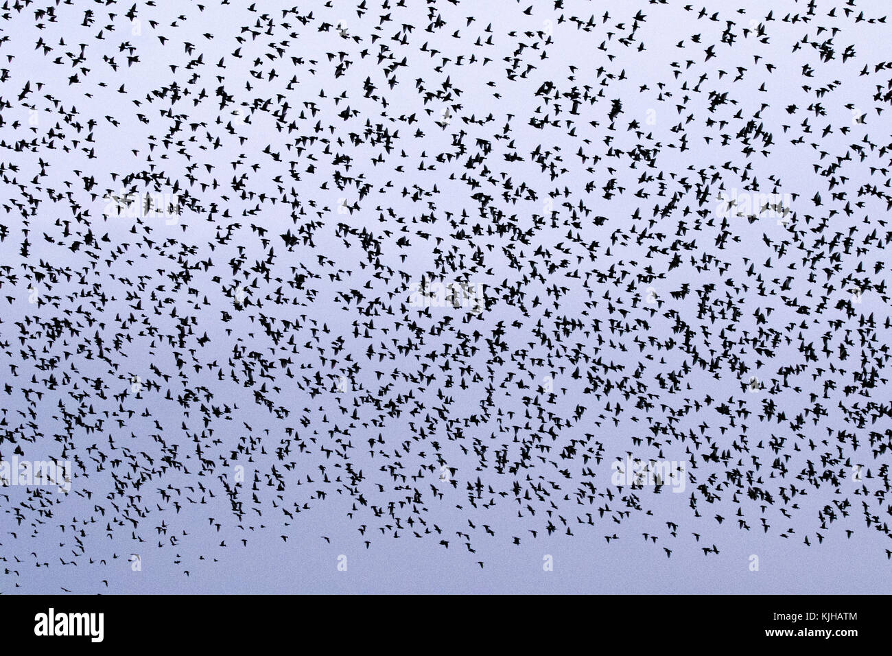 flock fly animal starling flight swarm bird dusk murmuration blackpool ...