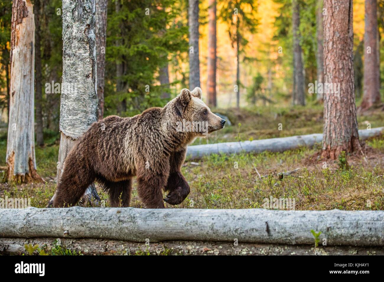 European Brown Bear Stock Photo - Alamy