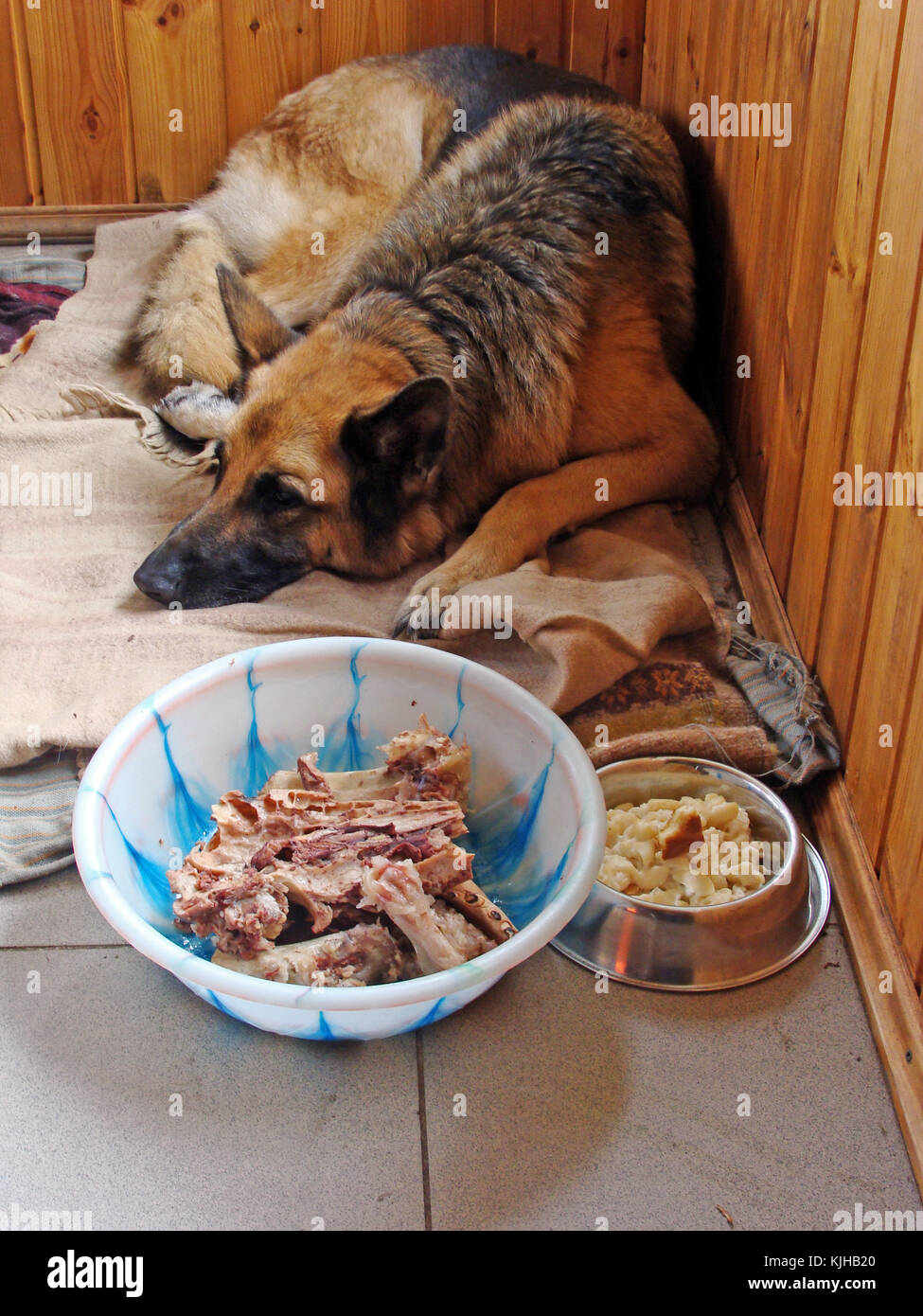 Pet dog german shepherd sleeping on floor in corner and two bowls with ...