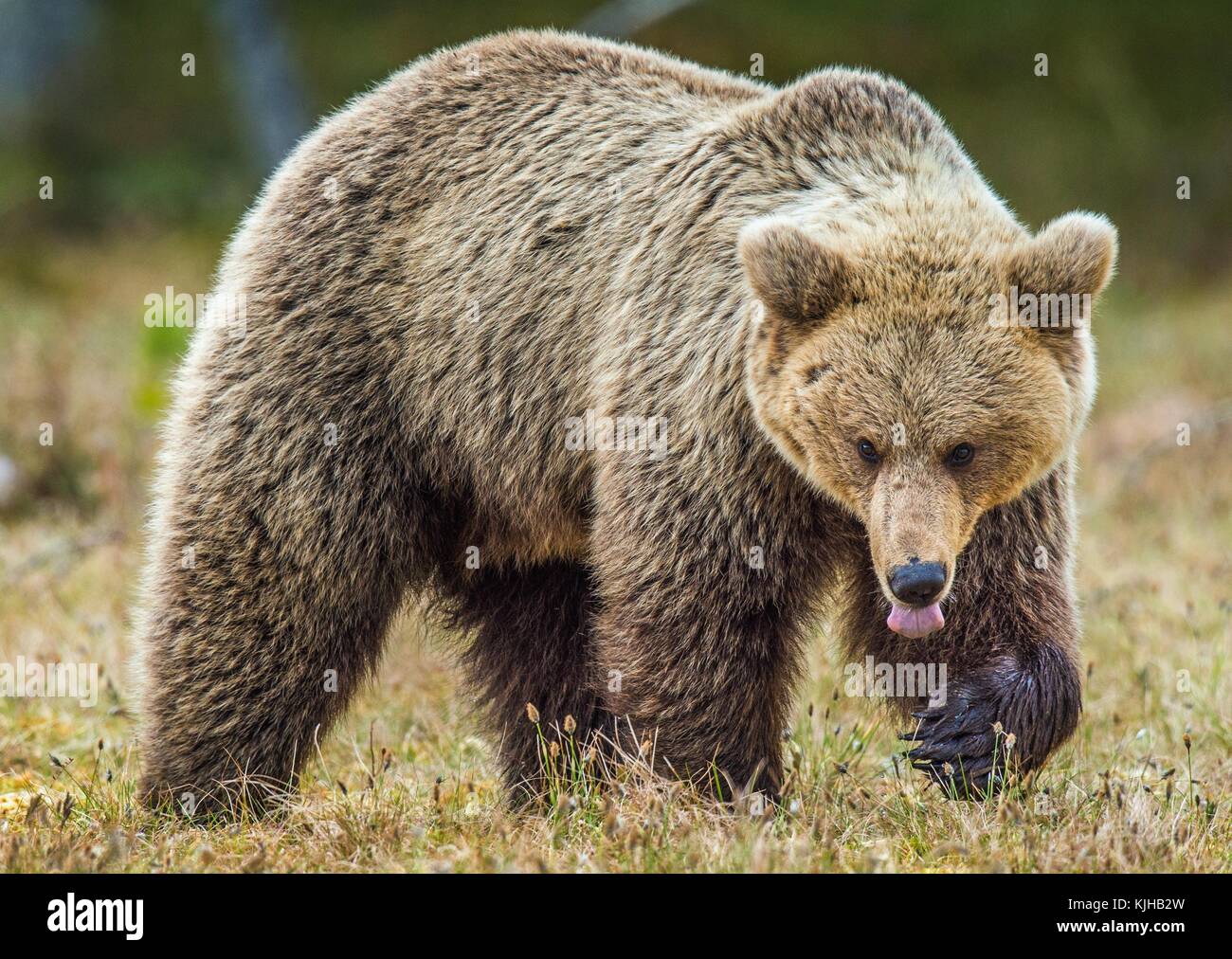 Wild adult Brown Bear ( Ursus Arctos ) in the summer forest. Green ...