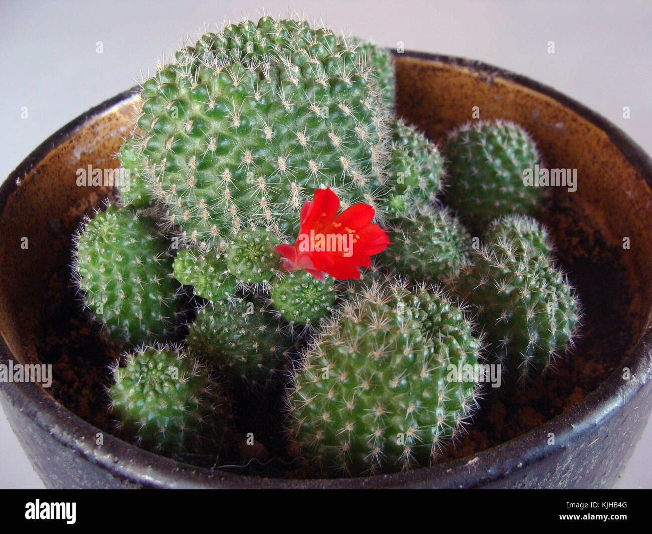 Spherical blossom hi-res stock photography and images - Alamy