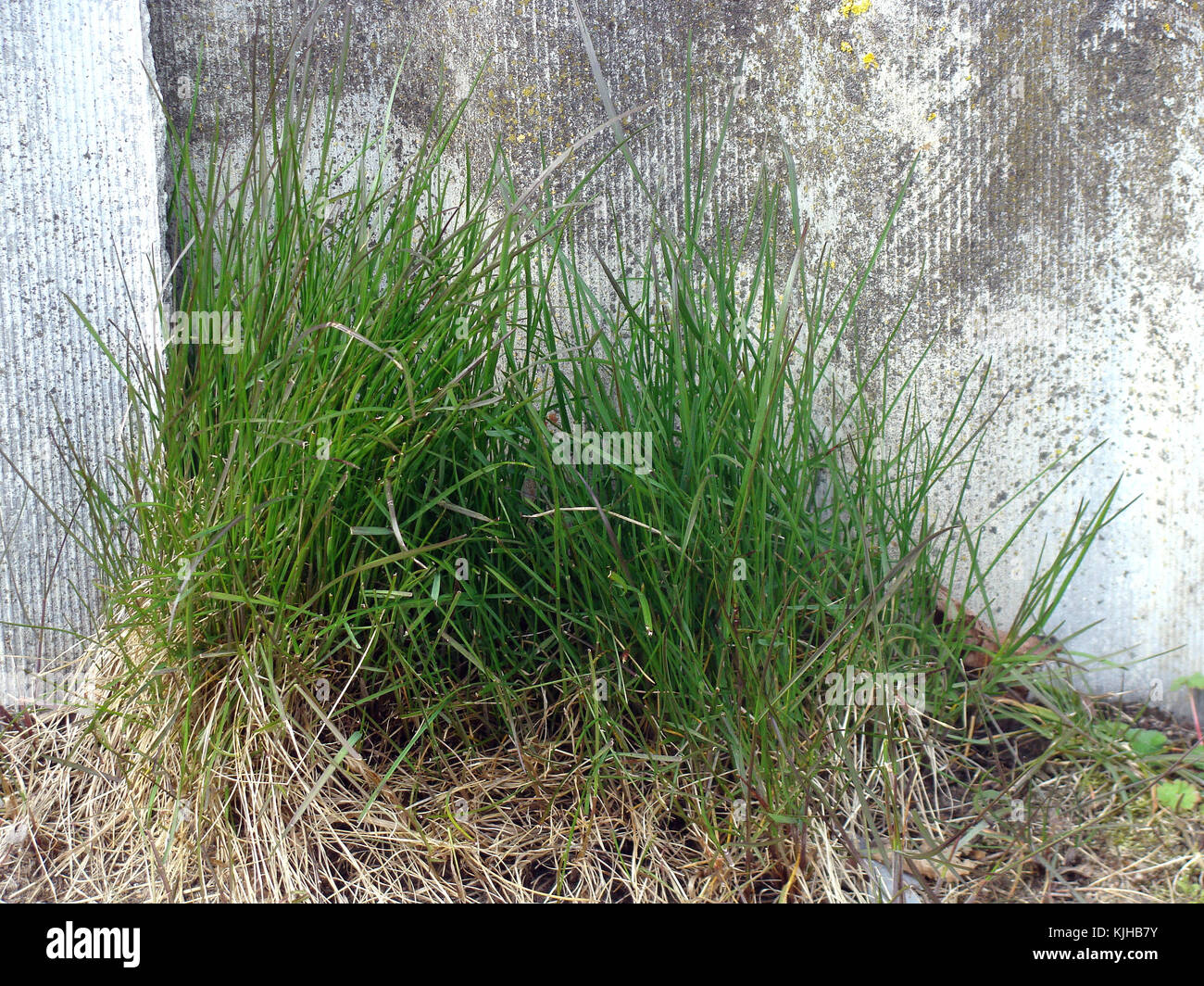 Asbestos sheet hi-res stock photography and images - Alamy