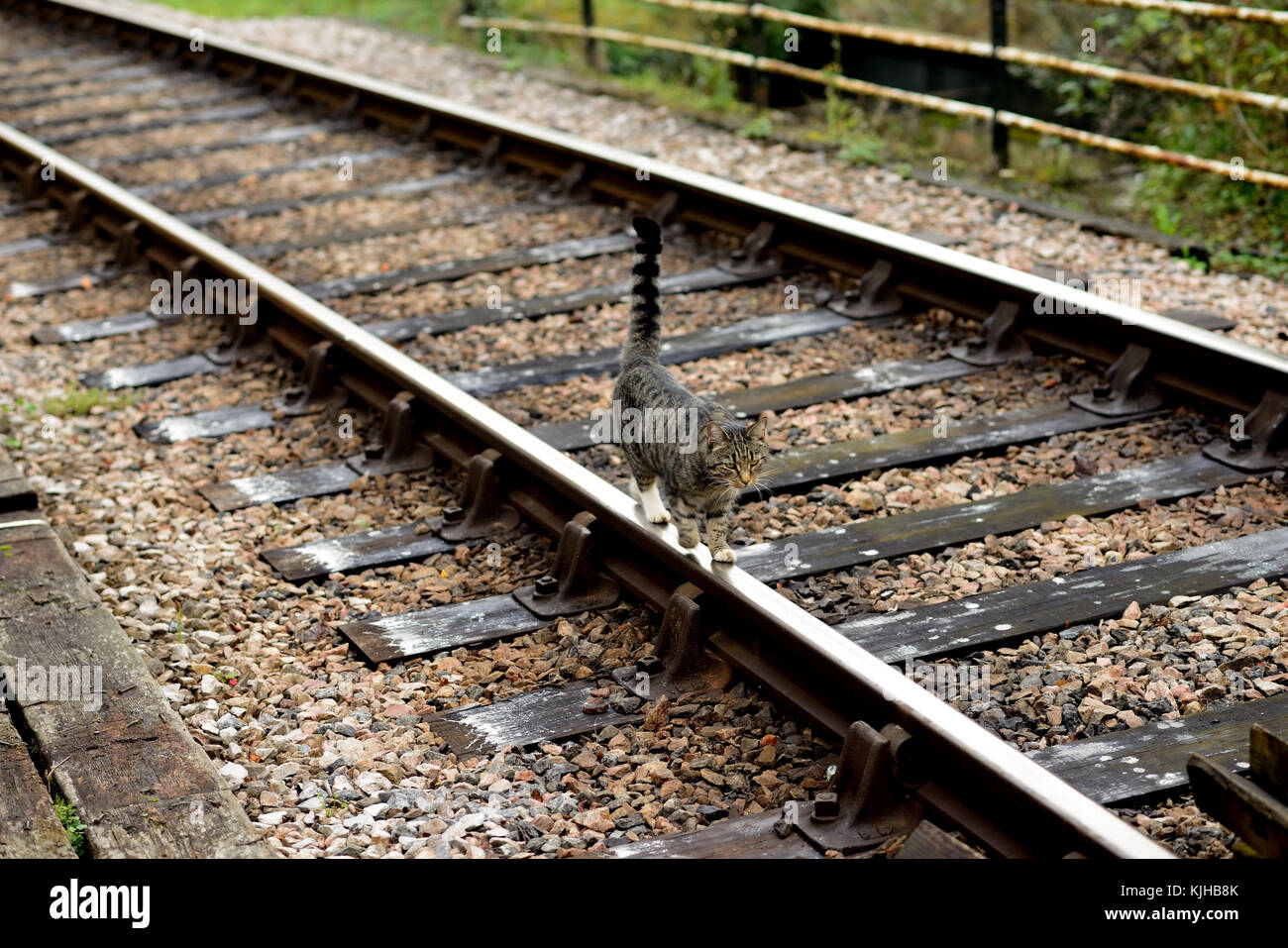 Bullhead rail hi-res stock photography and images - Alamy