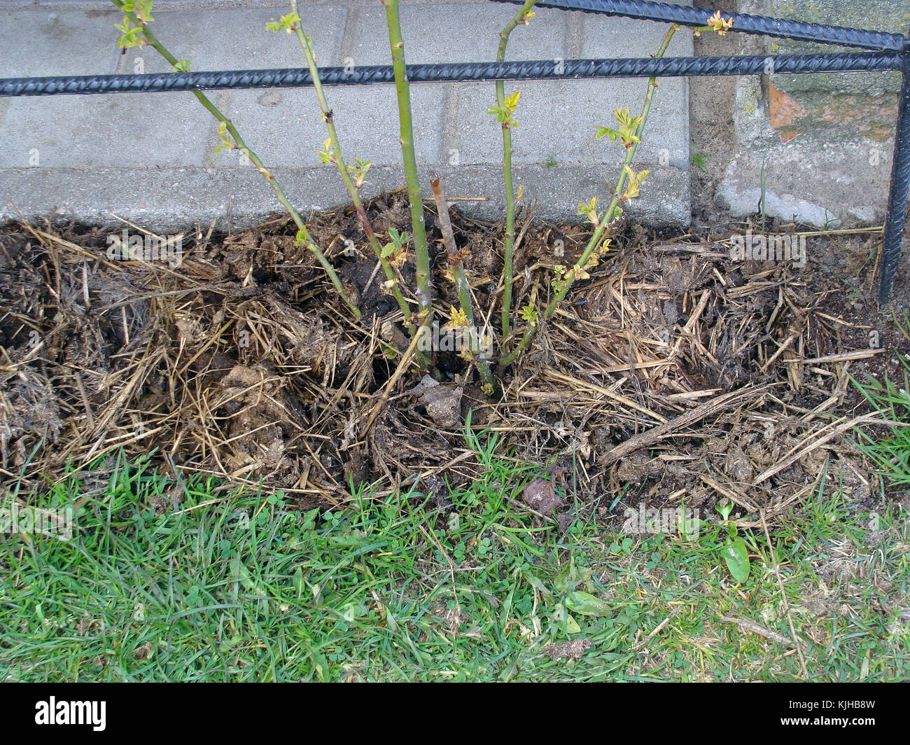 Plants of roses in flower bed mulched with farm animal manure Stock ...