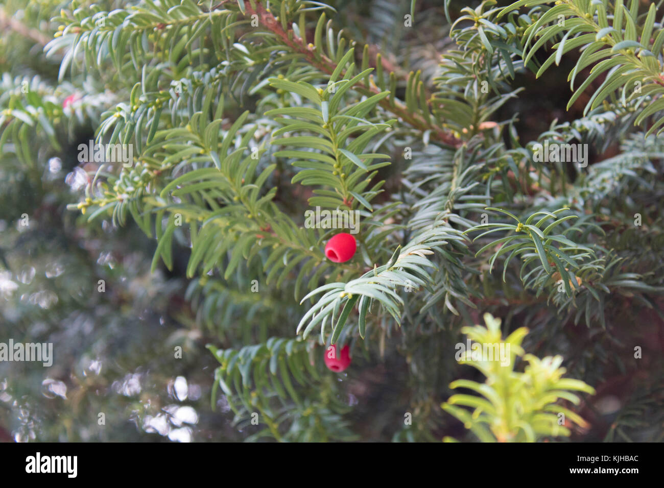 Closeup of yew tree branch and berries, shallow focus Stock Photo - Alamy