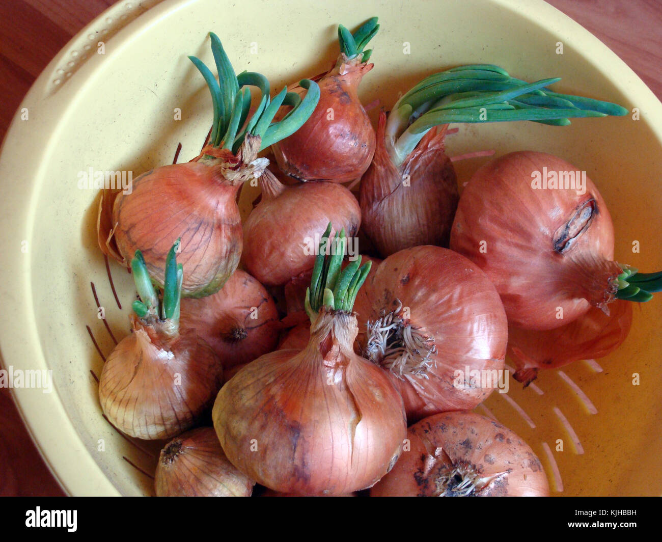 Sprouted shoots hi-res stock photography and images - Alamy