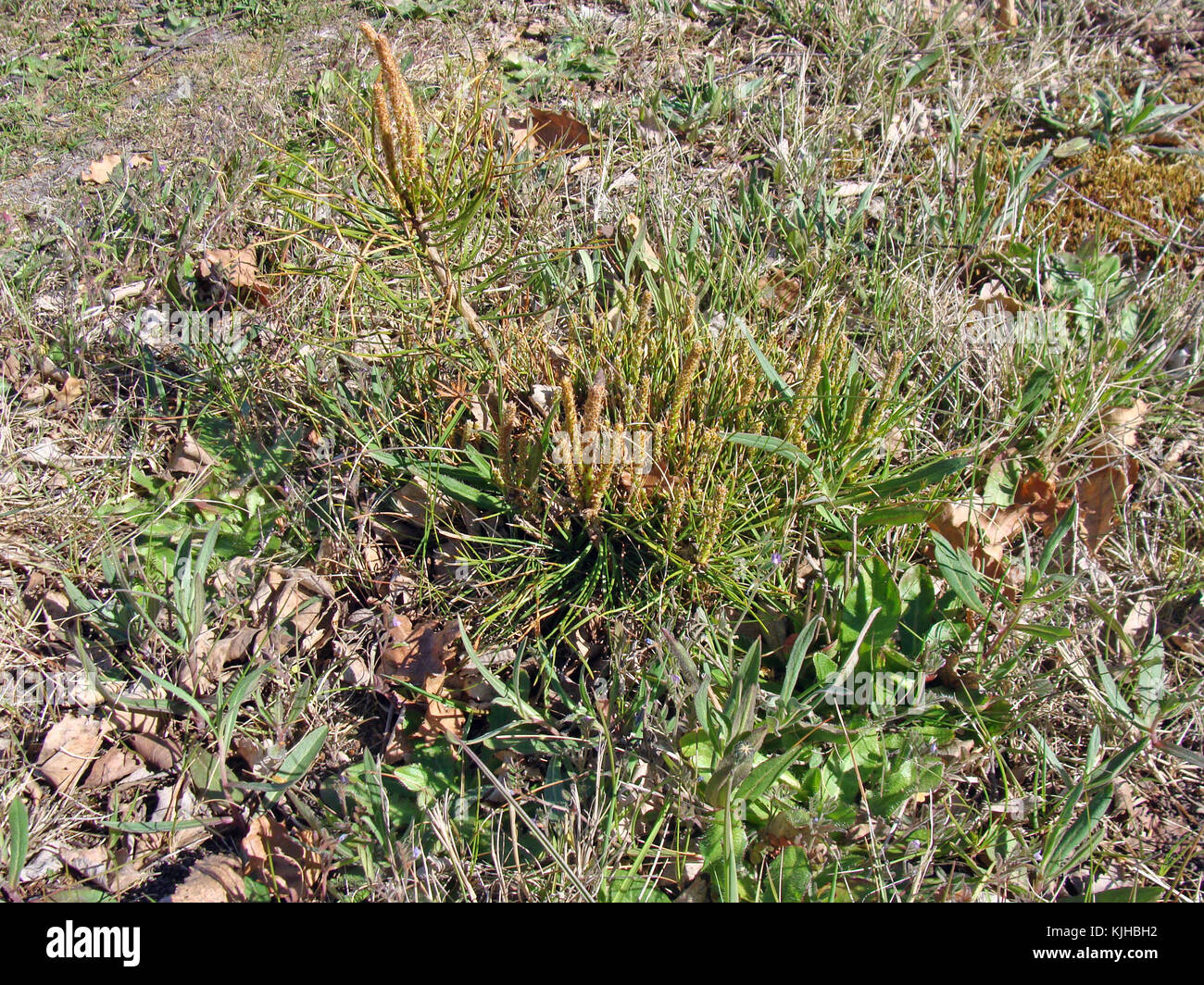 Bunch of small pine tree seedlings in grass Stock Photo - Alamy