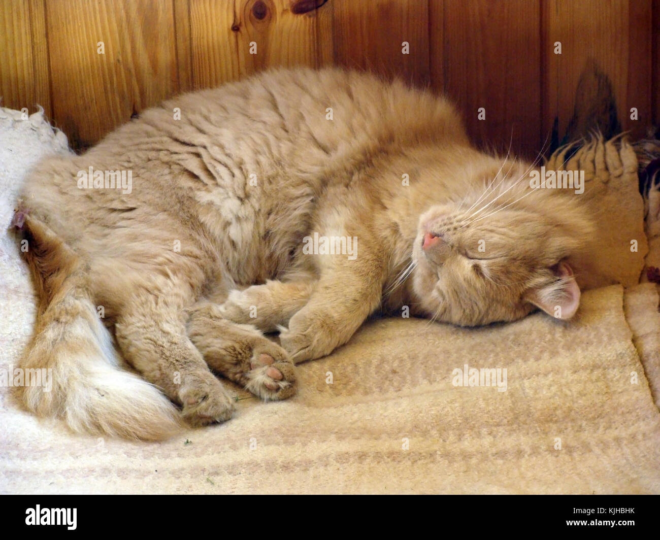 Lazy sleeping giger cat with long hairs close up Stock Photo - Alamy