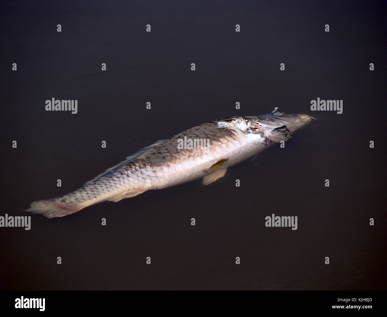 Rotten fish hi-res stock photography and images - Alamy