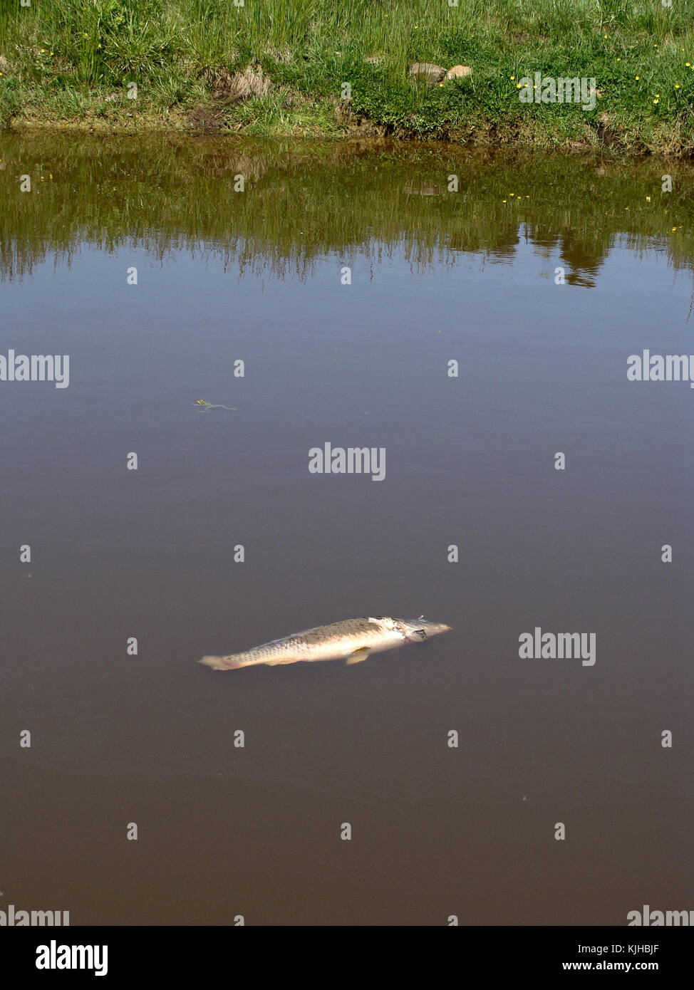 Rotten fish hi-res stock photography and images - Alamy