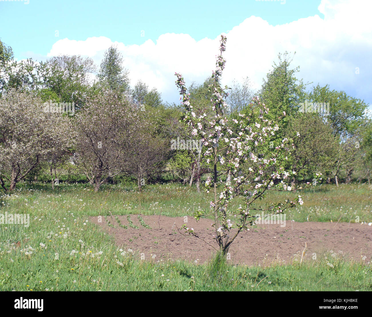 Young blossoming apple tree in country garden on sunny spring day Stock ...