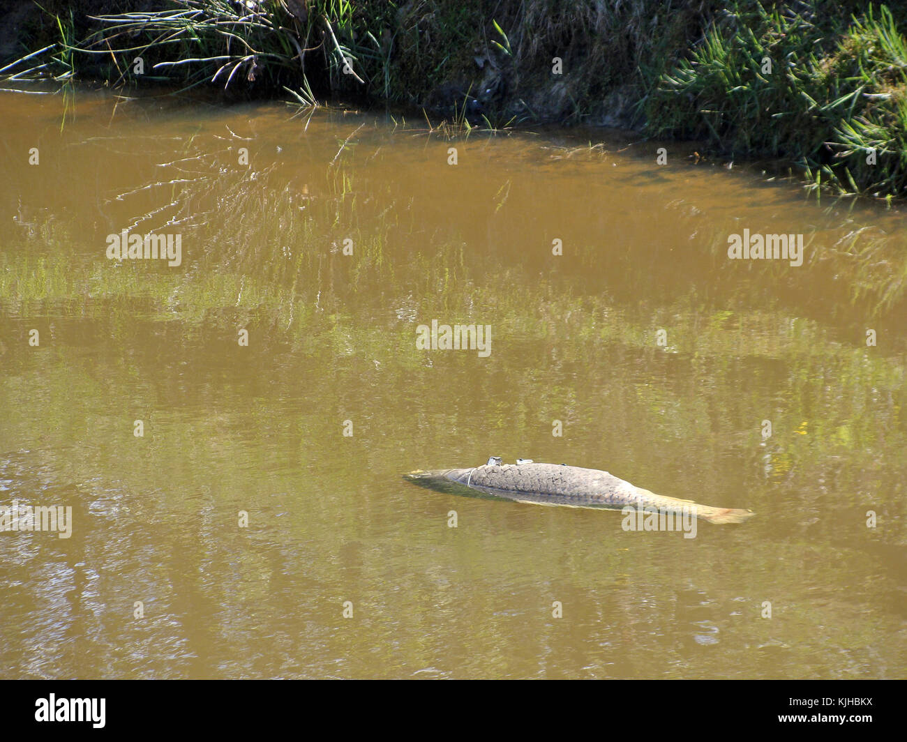 Rotten fish hi-res stock photography and images - Alamy