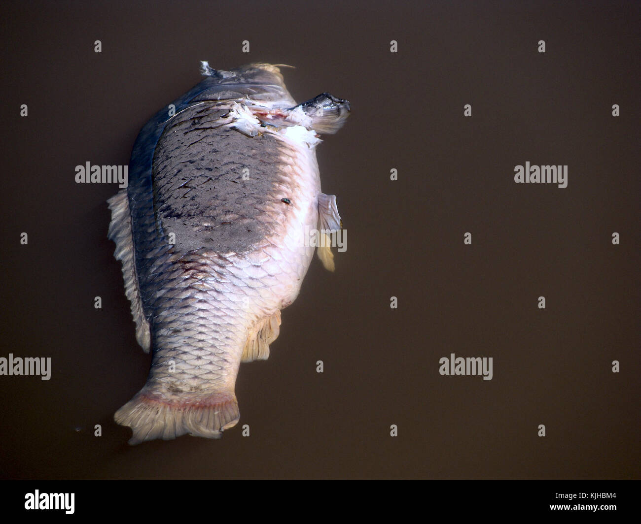 Rotten fish hi-res stock photography and images - Alamy