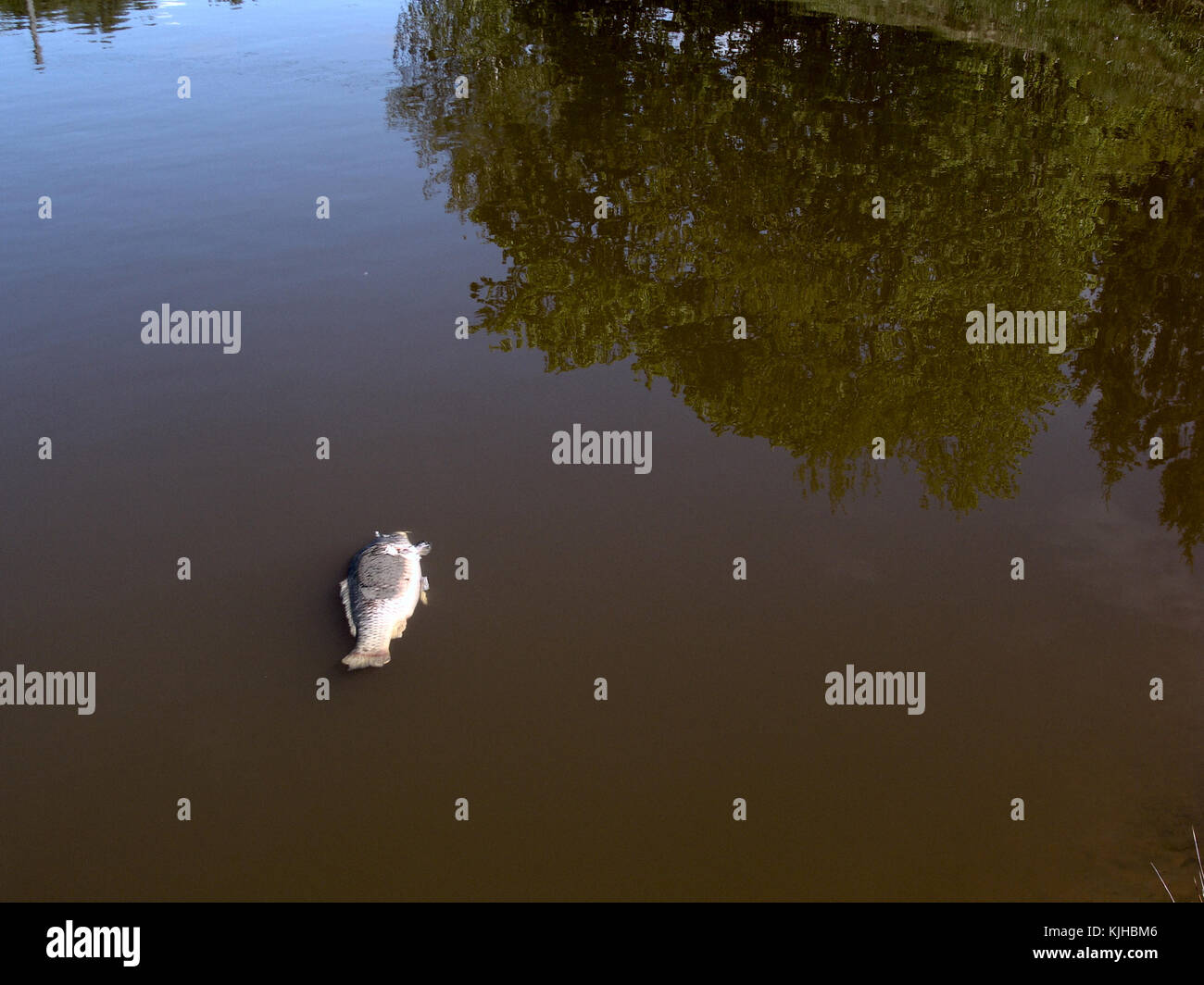 Rotten fish hi-res stock photography and images - Alamy