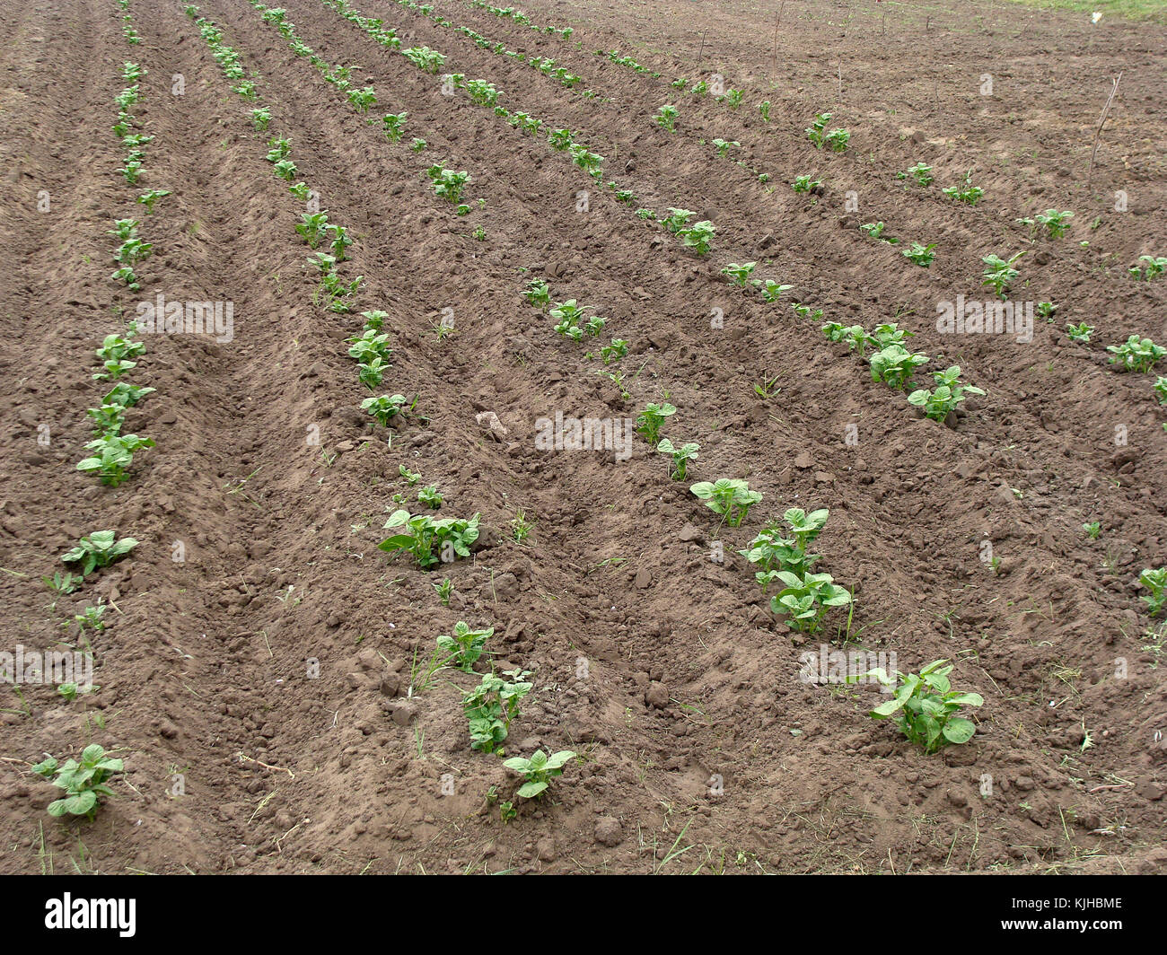 Young small potato plants in furrows on garden Stock Photo - Alamy