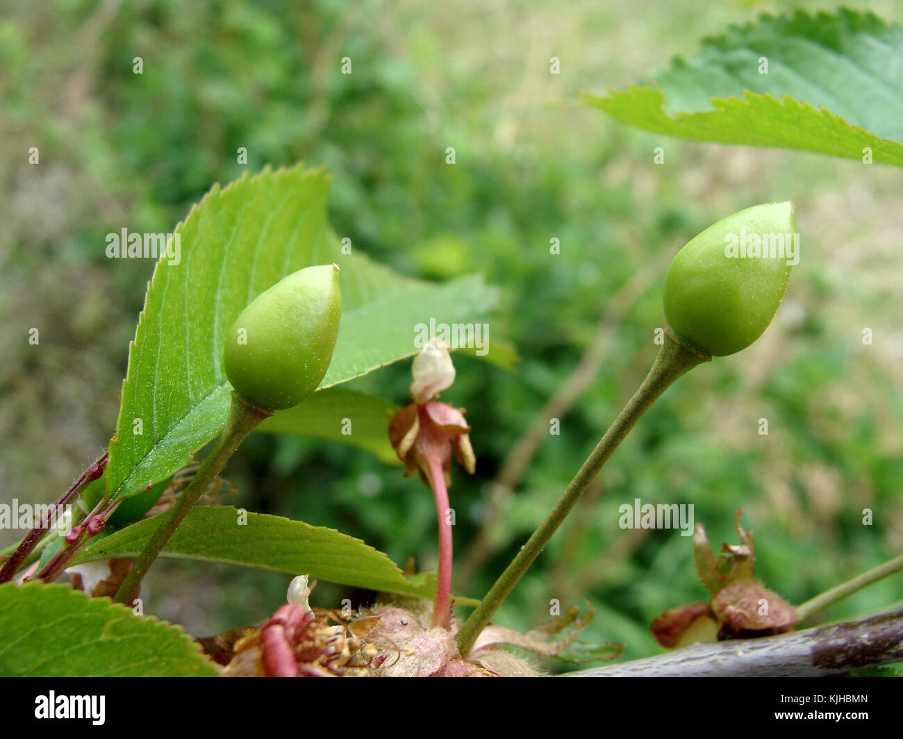 Bud bud embryo hi-res stock photography and images - Alamy