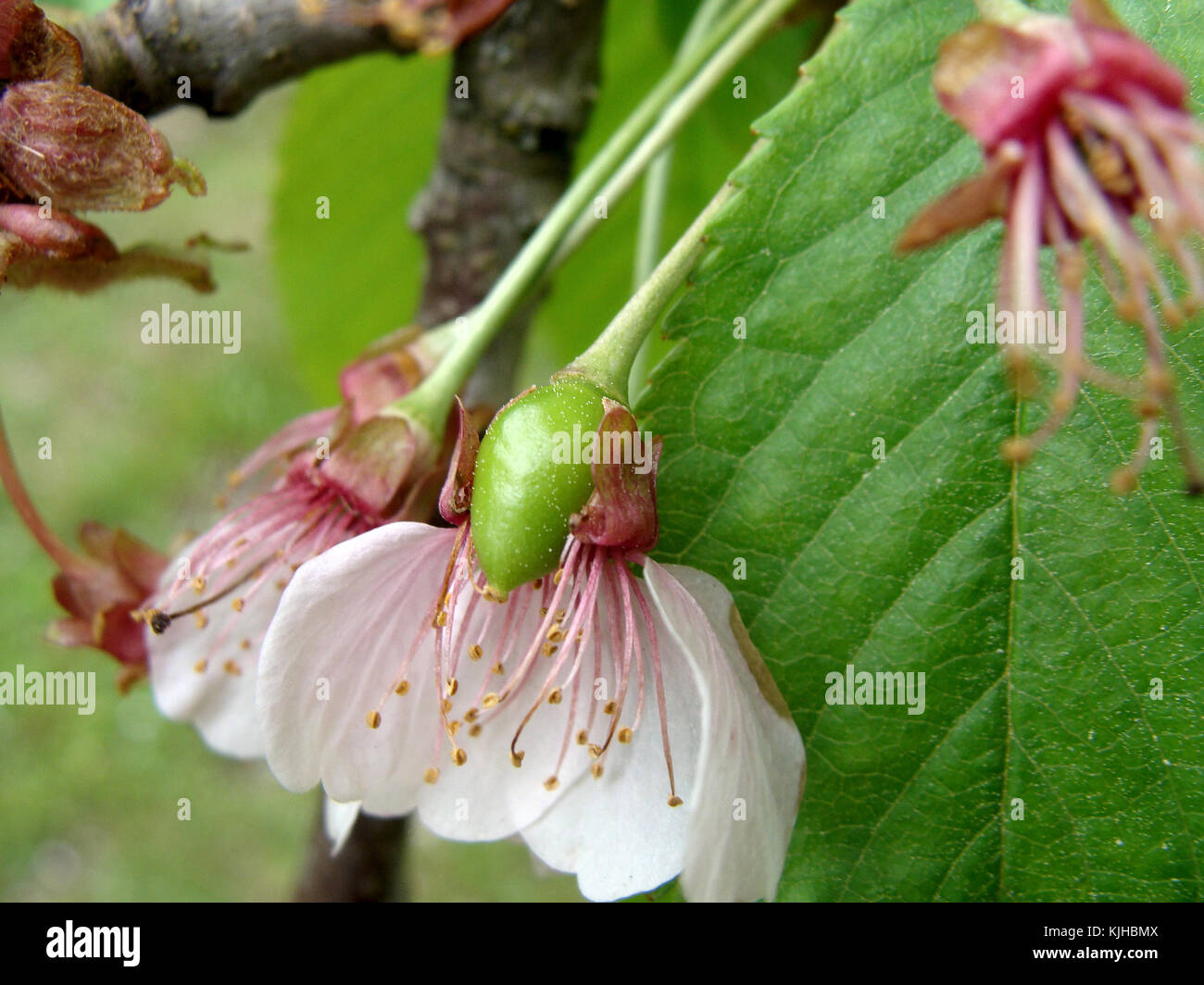Young cherry tree fruitlets or embryo buds close up macro Stock Photo ...