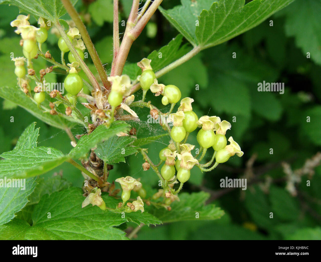 Currant fruitlets or embryo buds on branch close up macro Stock Photo ...