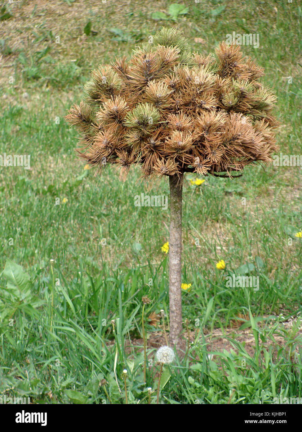 Withered small pine tree on drought with brown dead needles Stock Photo ...