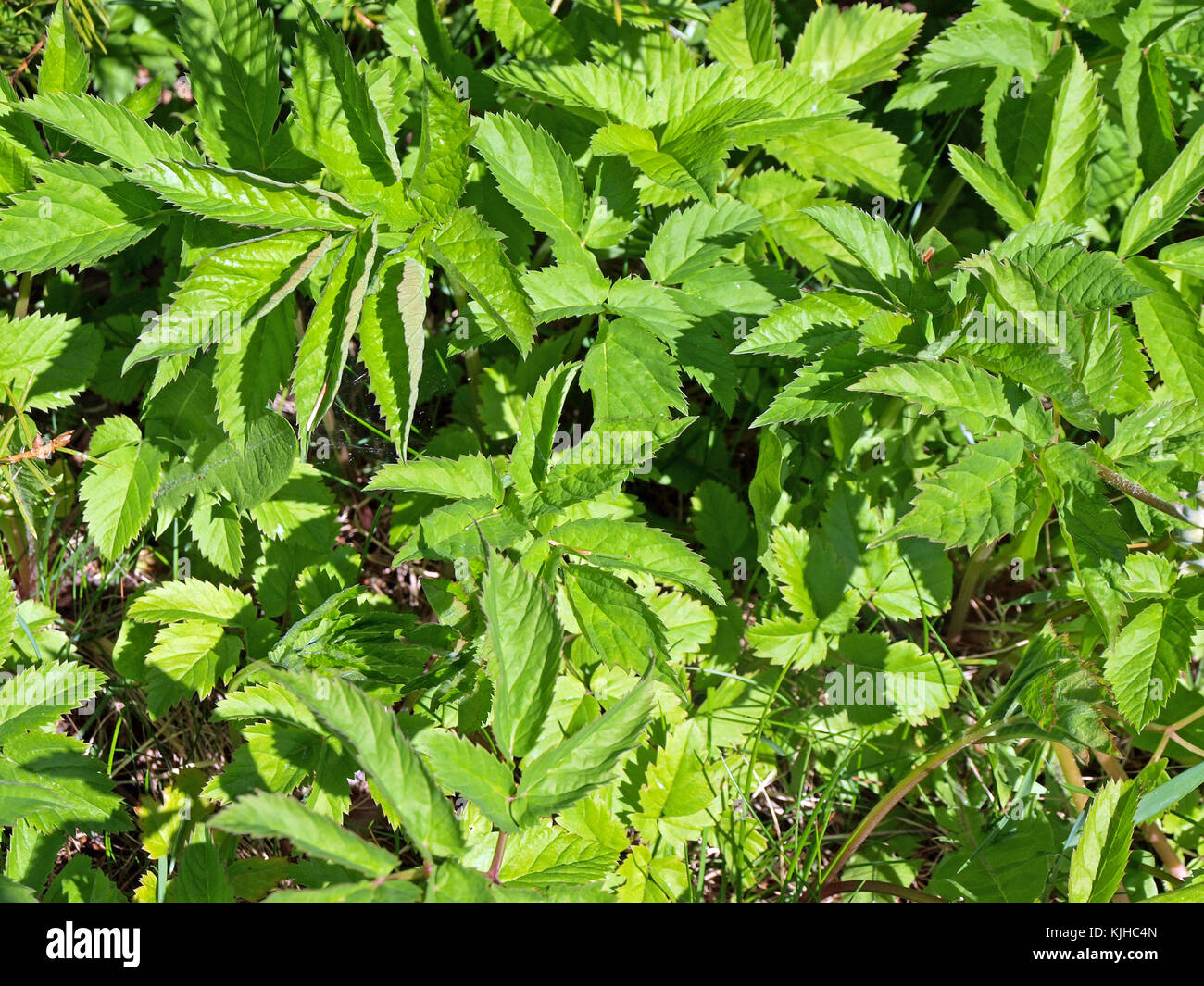 First spring edible plant or grass ground elder leaves close up Stock ...