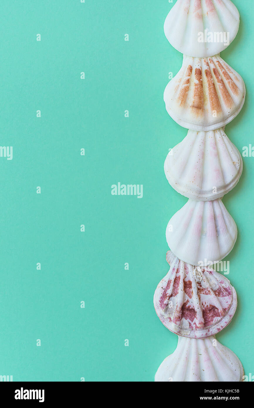 Delicate Flat White Pink Brown Striped Sea Shells Arranged in Border ...