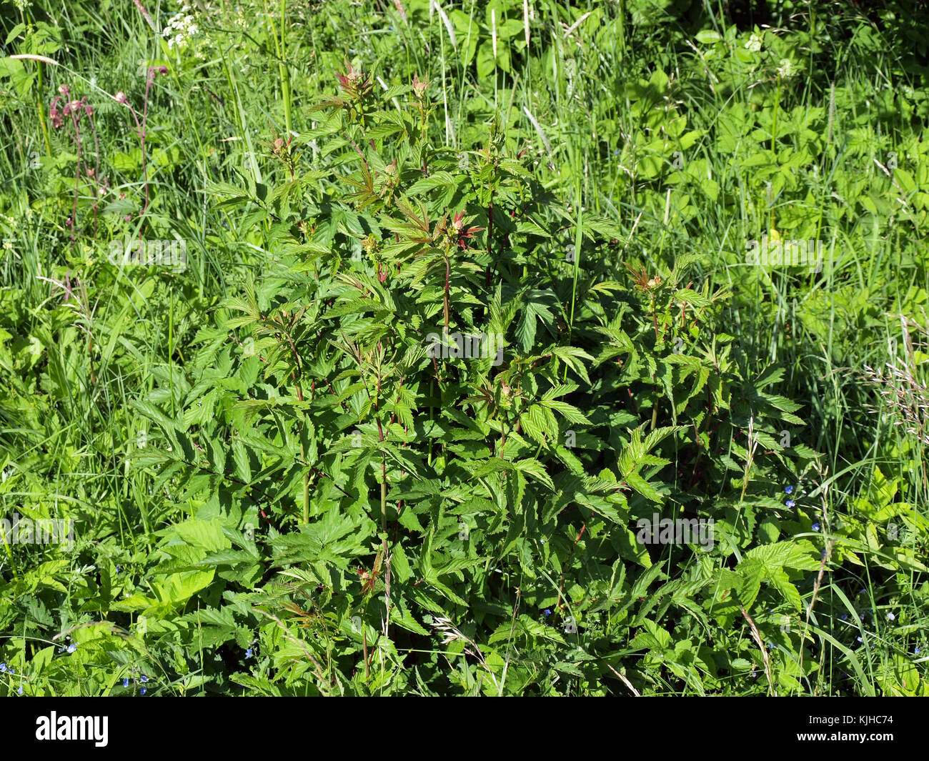 Damp meadows hi-res stock photography and images - Alamy