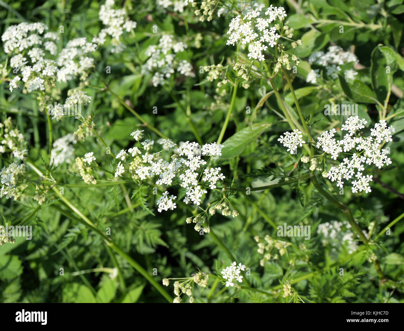 Wild delicate annual herb plant garden chervil or french parsley grows ...