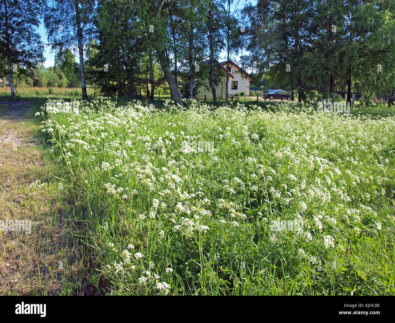 Wild delicate annual herb plant garden chervil or french parsley grows ...