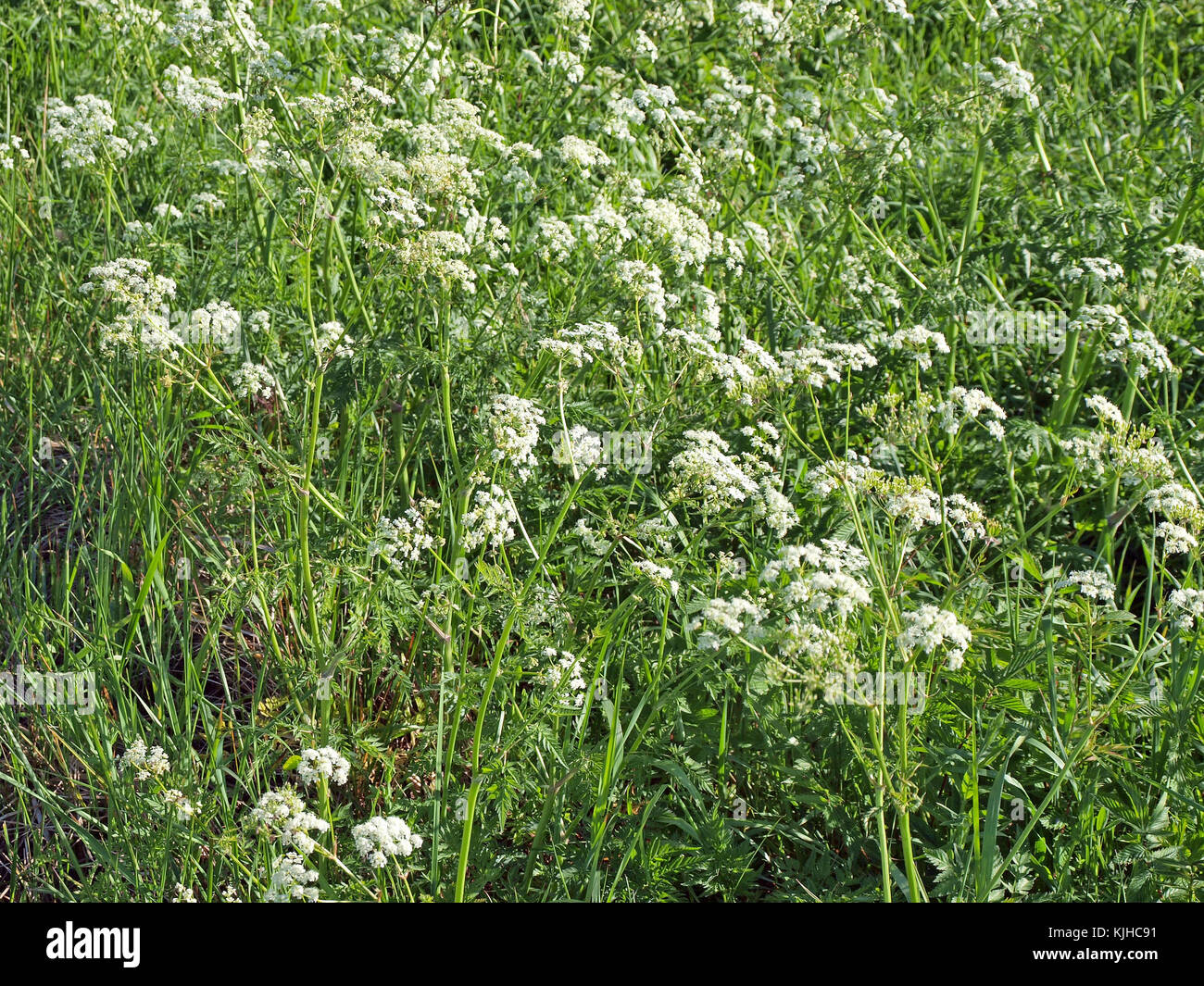 Tripinnate leaves hi-res stock photography and images - Alamy