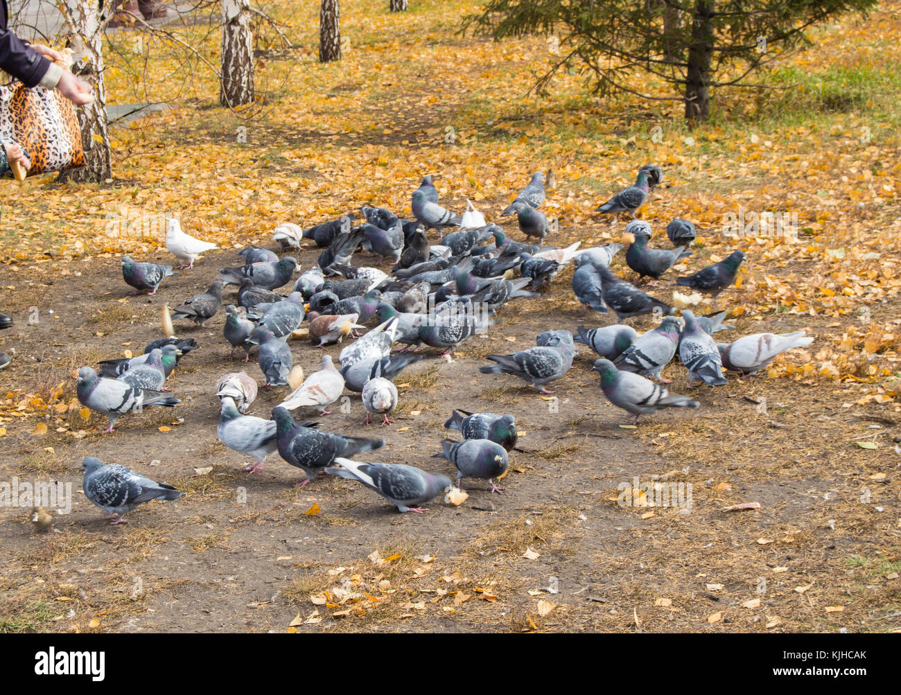A lot of pigeons around scattered feed. Blurred focus Stock Photo - Alamy