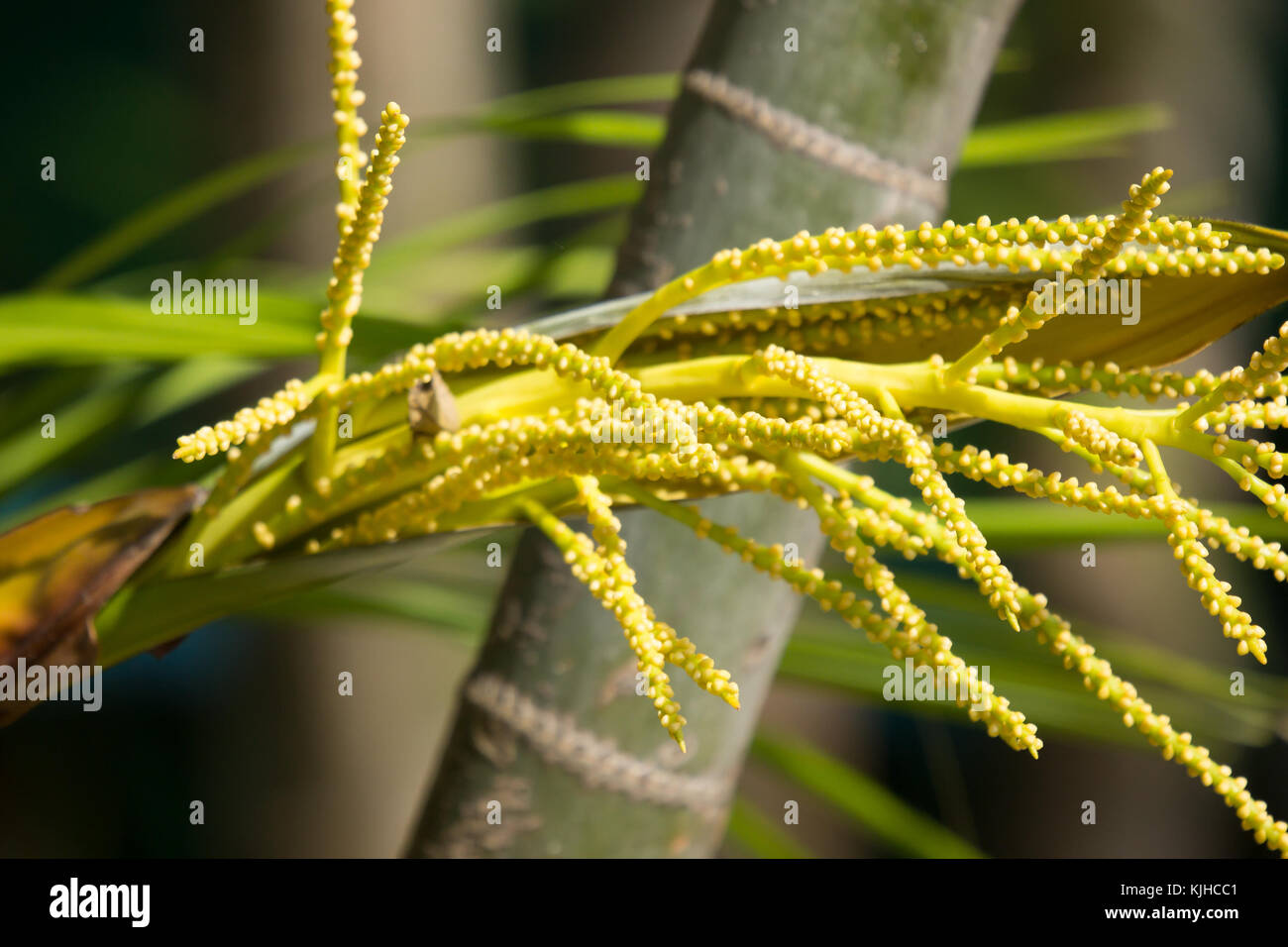 Close up of Yong Soft Green of palm tree seed and flower Stock Photo ...