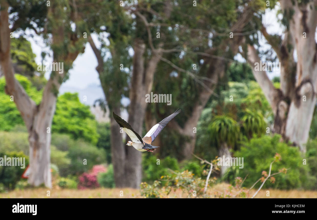 Egyptian goose flying through eucalyptus trees Leisure Isle knysna ...
