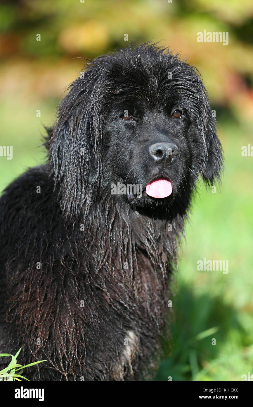 Newfoundland dog portrait hi-res stock photography and images - Alamy