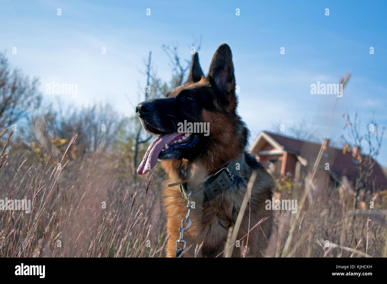 german shepherd dog outside portrait Stock Photo - Alamy