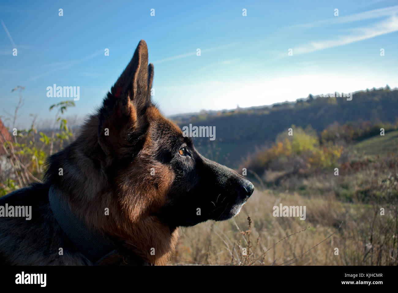 Profile portrait of german shepherd dog hi-res stock photography and ...