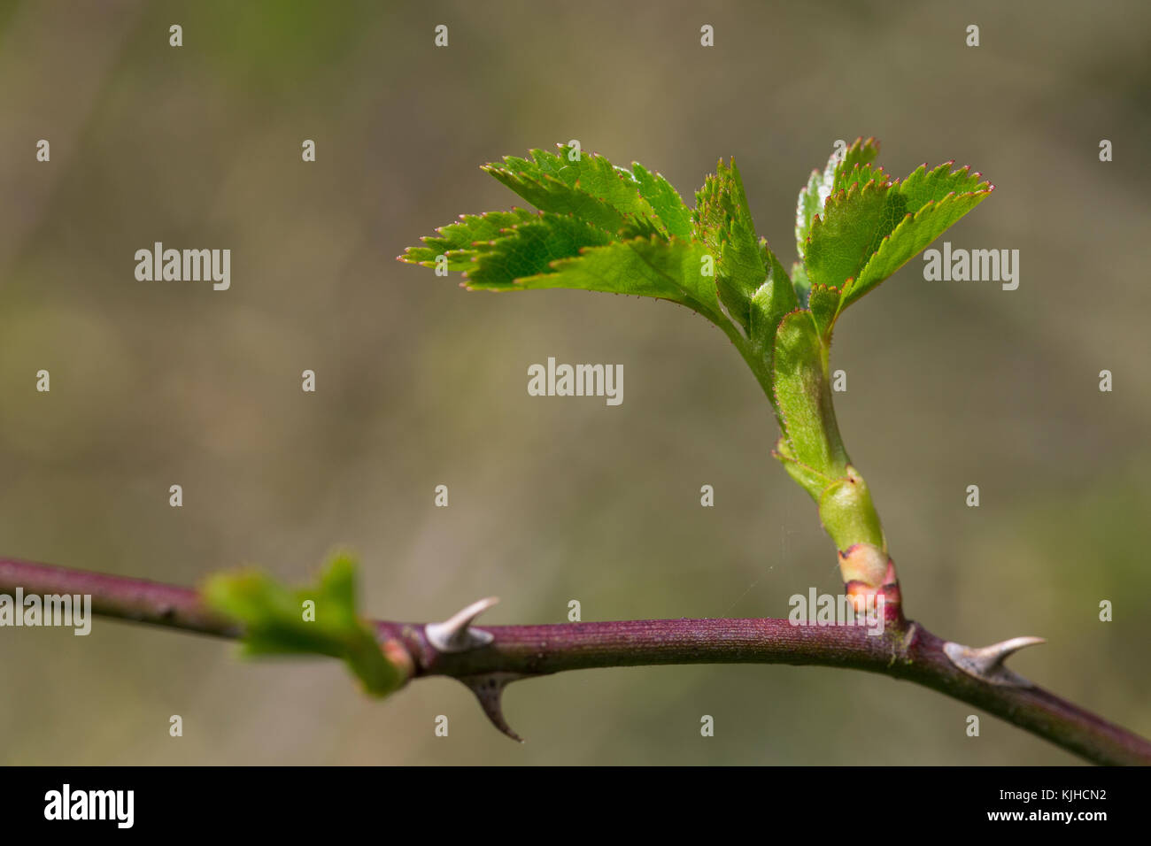 Hunds-Rose, Hundsrose, Heckenrose, Wildrose, junge Blätter, Blatt ...