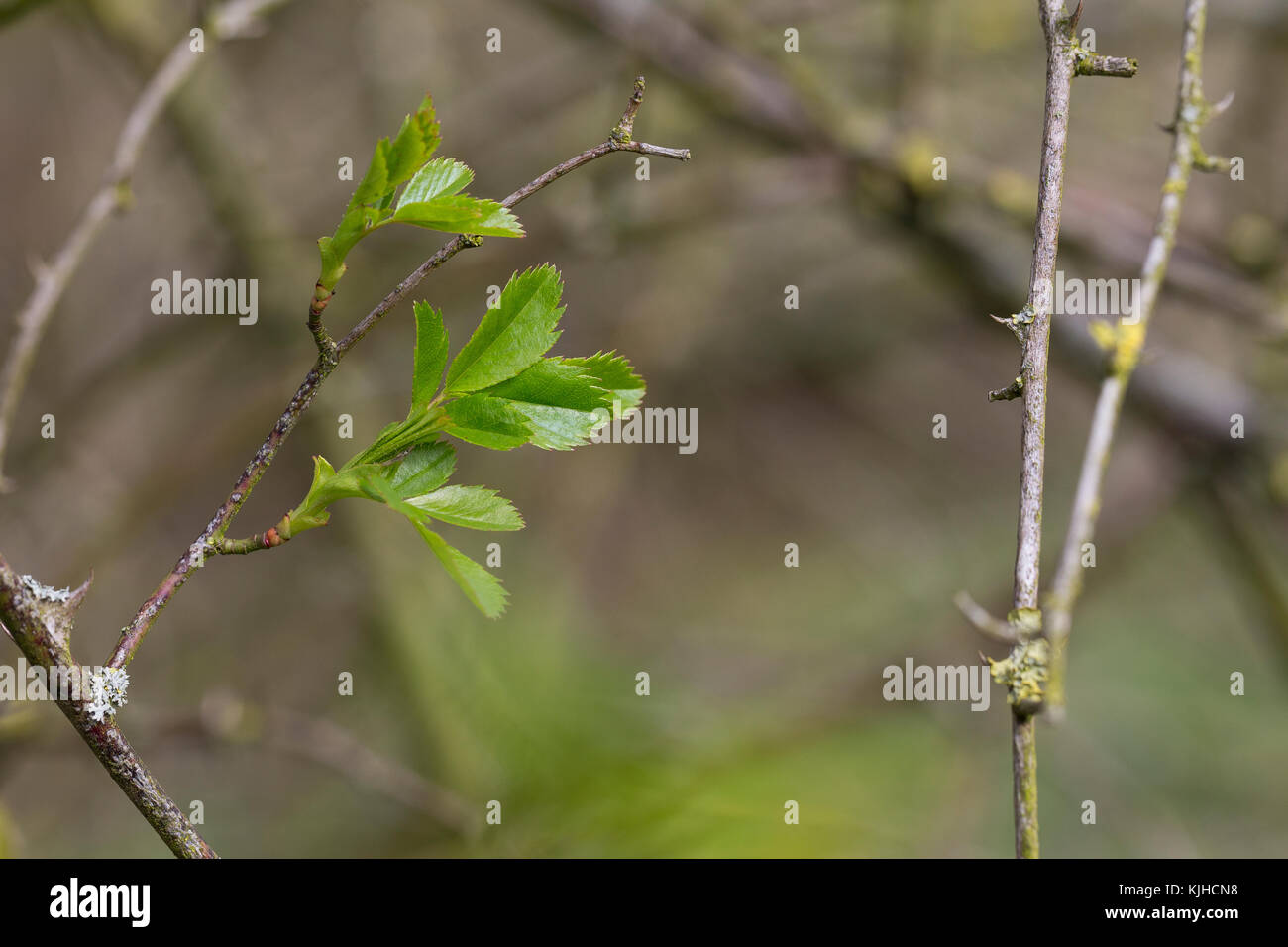 Hunds-Rose, Hundsrose, Heckenrose, Wildrose, junge Blätter, Blatt ...